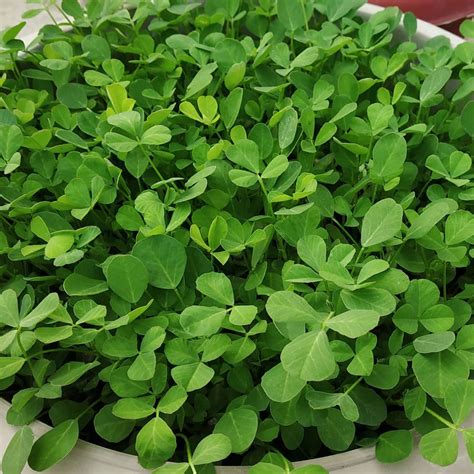 Buy Methi Fenugreek Seeds Chilli Blossom Farm