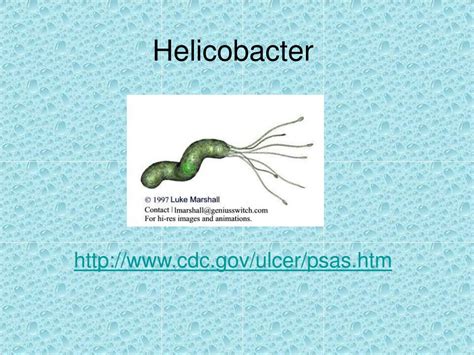 Ppt Helicobacter Powerpoint Presentation Free Download Id1445883