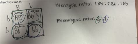 Mendel And The Gene Idea Ch 14 Bio 1305 Flashcards Quizlet