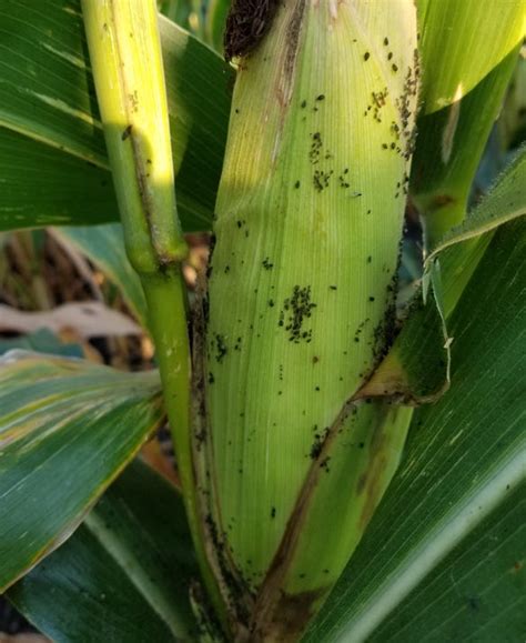 Check Your Corn For Aphids