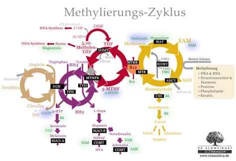 B12 Pathway Experimental Model Of Vitamin B12 Cellular Sequestration