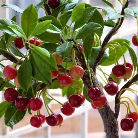 100 Dwarf Cherry Tree Seeds Suitable For Planting Grows Edible Fruit