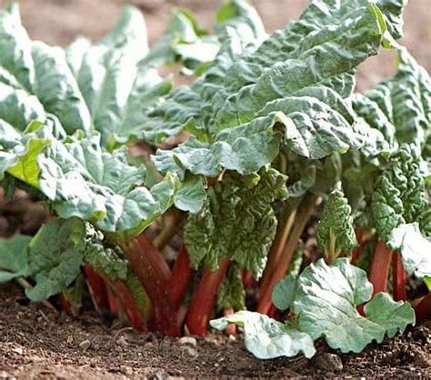 Country Creek Rhubarb Victoria Seeds 200 Seeds
