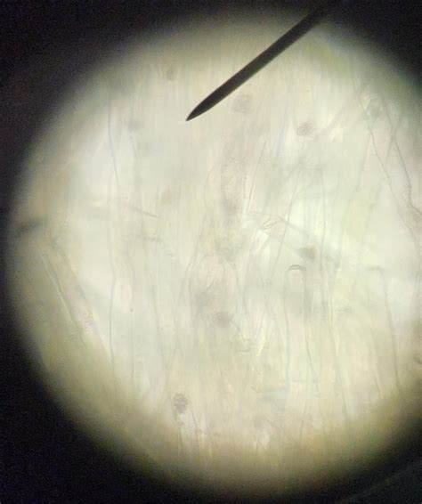 Root Hairs Under A Microscope Rplants