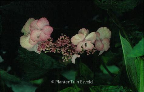 Hydrangea Macrophylla ‘dancing Lady Esveld Shop