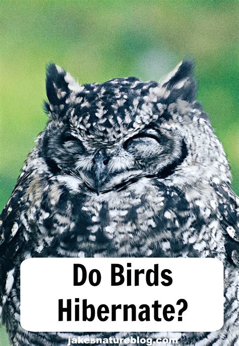 Do Birds Hibernate