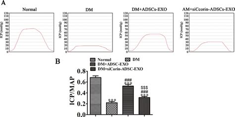 Adscs Exos Restored Erectile Function In Diabetic Rats Via Delivery Of Download Scientific