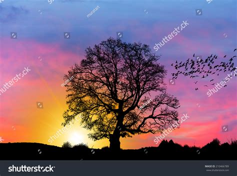 Trees Silhouette Sunset