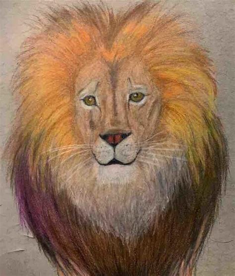 Colored Pencil Lion Drawing At Amelia Truebridge Blog