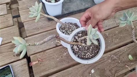 8월 30일 수 구매문의 010 8445 8811 ♡♡화분과 국민이들 구경오세요요♡♡ 화성 샤론다육 Youtube