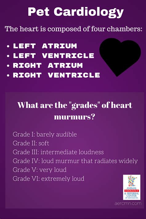 How Serious Is A Grade 2 Heart Murmur In A Cat Udwoo