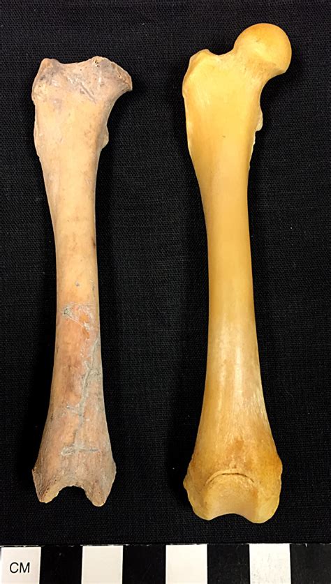 Deer Femur Vs Human Femur Medical Surgery Practice Human Skeleton