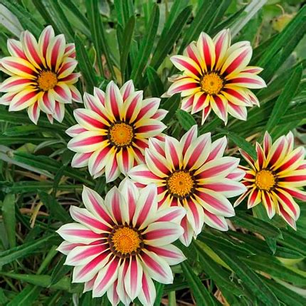 Гацания: выращивание и уход за цветком - Flowers.ua