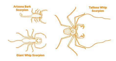 Tailless Whip Scorpion Damon Diadema Dimensions And Drawings
