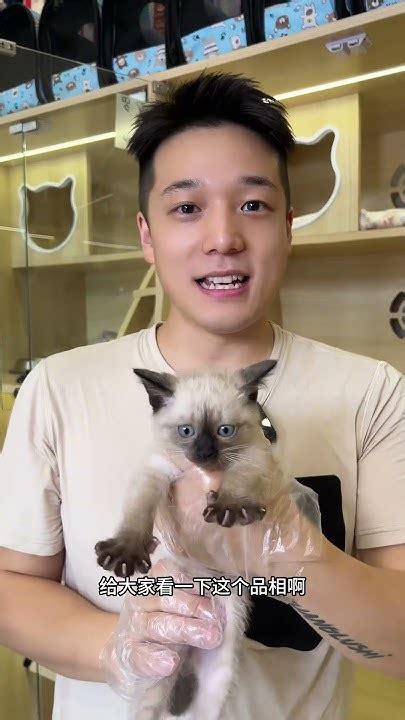 暹罗弟弟，想养猫可以找我们，暹罗性格超级好，粘人，智商高暹罗猫 武汉买猫 武汉猫舍 新手养猫 买猫 Youtube