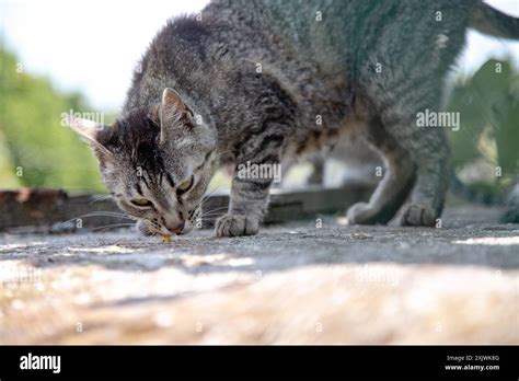 Dark Brown Tabby Cat Smelling Floor What To Do If Your Cat Has Mange