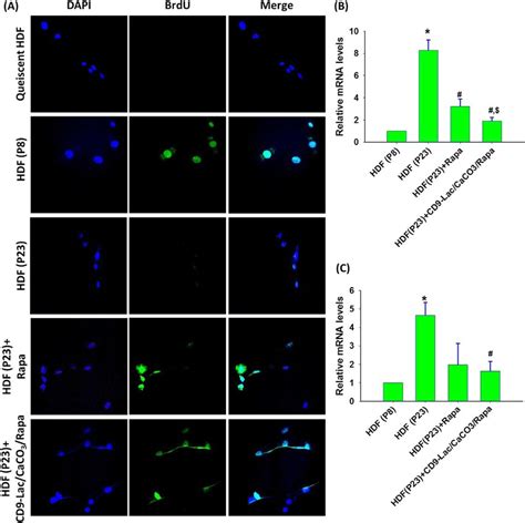 Proliferation Assay