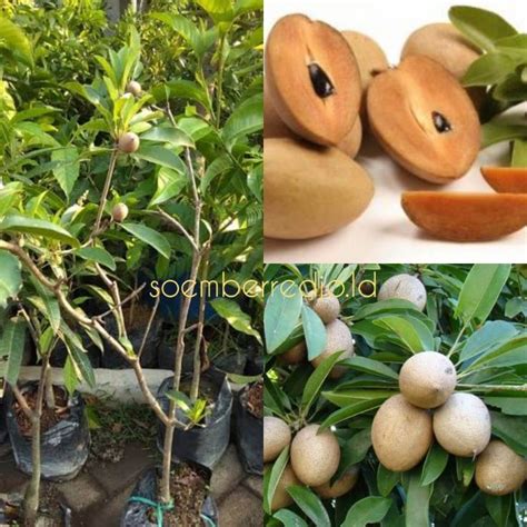 Bibit Sawo Manila Okulasi Cangkok Sambung Susu Xoài Chậu Cây Cây Giống