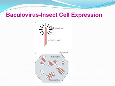 Heterologous Protein Production In Eukaryotic Cells Ppt Video Online Download