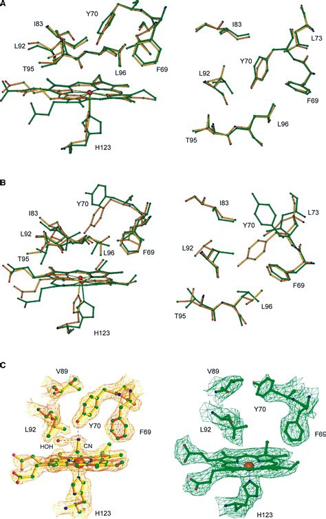 Structure Of The Oxygen Sensor In Bacillus Subtilis Structure