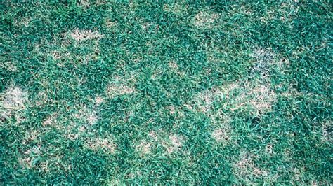 Grey Leaf Spot Turf Disease Syngenta Turf And Landscape