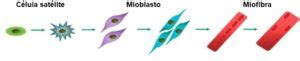 Células Satélite Histología Y Funciones