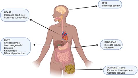 Translational Aspects Of Glucagon Current Use And Future Prospects In