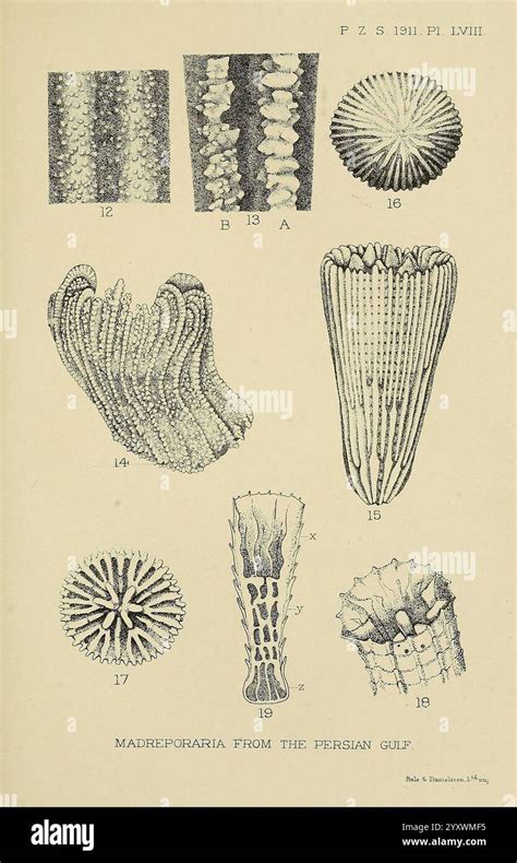 Labeled Figure Highlights Unique Structural Characteristics Hi Res