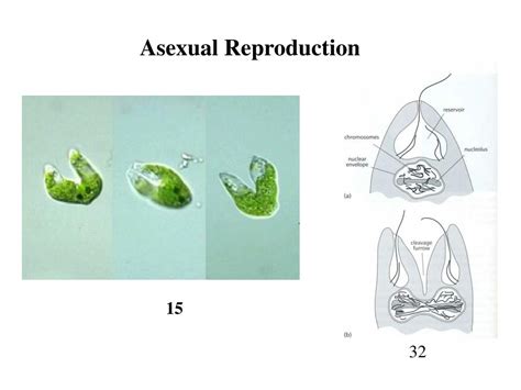 Ppt Euglenoids Powerpoint Presentation Free Download Id3335089