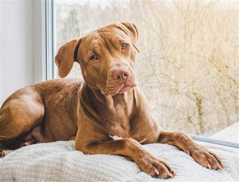 Razas De Perros Con Nombres