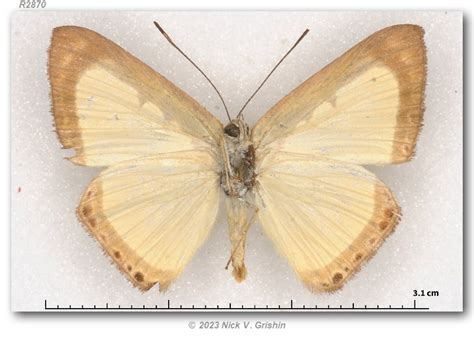 Synargis Dirca Type Specimens