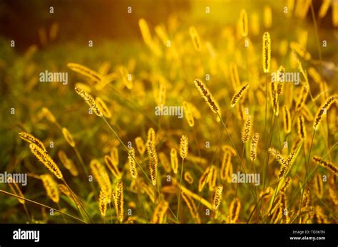 Beautiful Background With Backlit Grass Plums Taken With Low Dof Stock