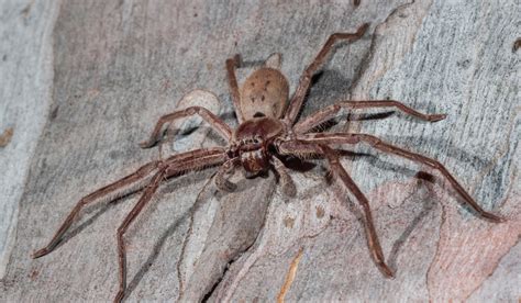Huntsman Spiders In Florida How To Id Them And Keep Them Out