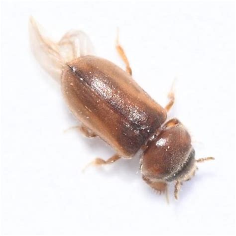 Tropicus Pusillus Tropicus Pusillus Bugguidenet