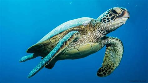 Best Climate For Different Types Of Reptiles
