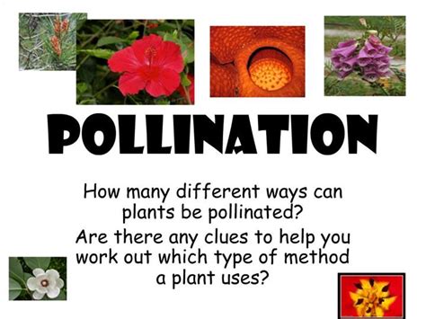 Ppt Pollination Powerpoint Presentation Free Download Id662450
