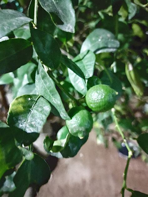 Lemon Citron 🍋 Free Photo On Pixabay Pixabay