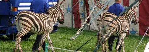 Circus Animals In Cages