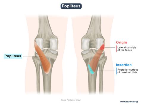 Popliteus Origin Insertion Action Innervation Diagram