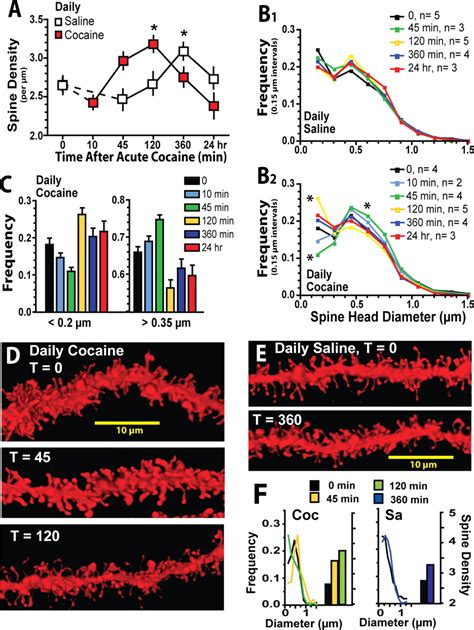 Dendrite Addiction Dendritic Spines In Depression What We Learned