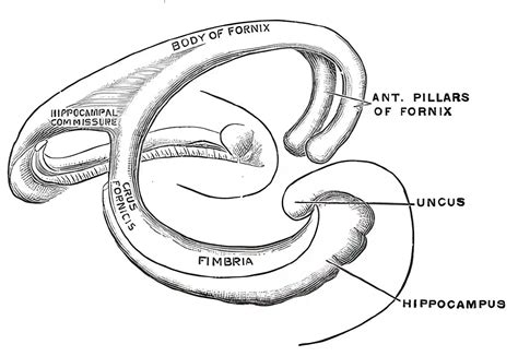 Fornix Ars Neurochirurgica