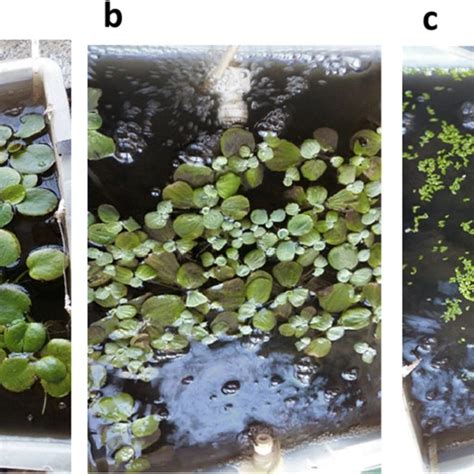 Floating Aquatic Macrophytes Al Laevigatum Bp Stratiotes And Cl