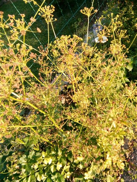 Sjeme Celera Povrće I Vrt Slika 91396