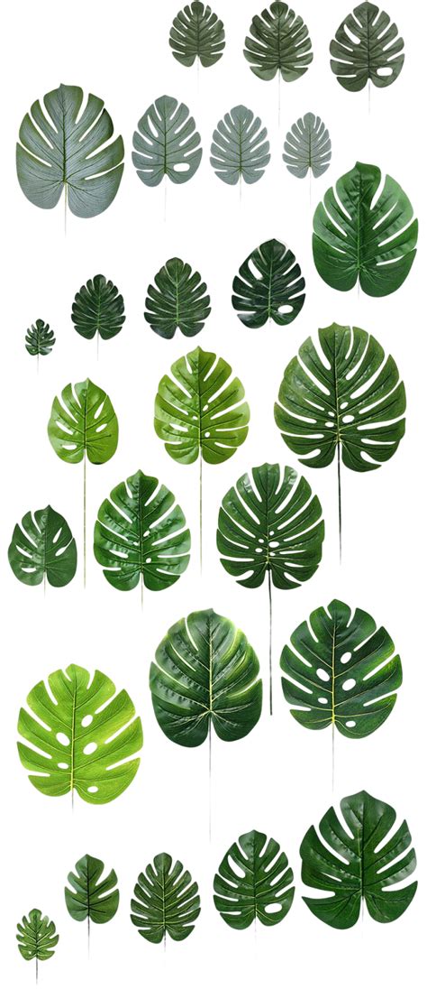 龟背竹叶，花草树木，树叶，叶子，绿叶