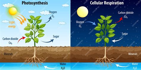 Cell Respiration Steps
