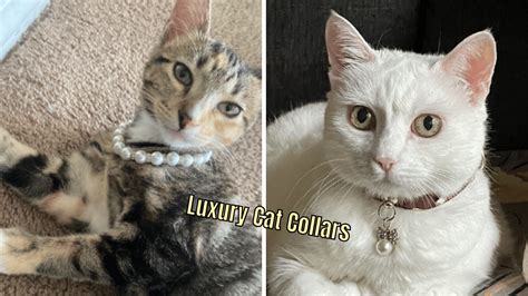 6 Luxury Cat Collars Deck Out Your Purr Fect Pal In Style
