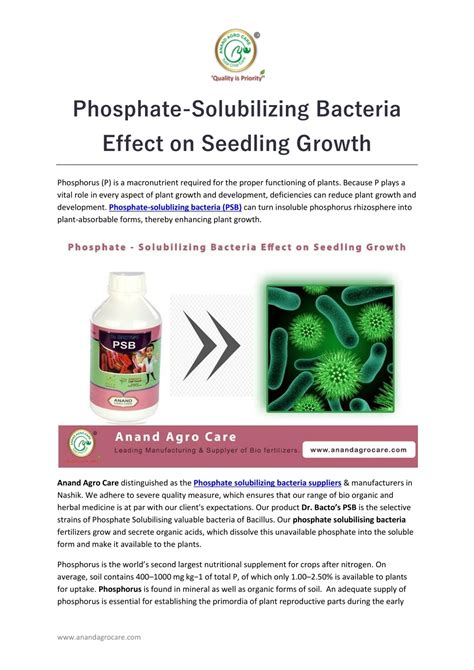Ppt Phosphate Solubilizing Bacteria Effect On Seedling Growth Powerpoint Presentation Id 9033984