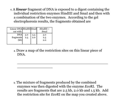 Answered 4 A Linear Fragment Of Dna Is Exposed… Bartleby
