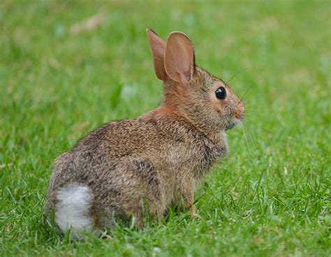 Eastern Cottontail Bunny Revealed His Puffball White Tail Flickr