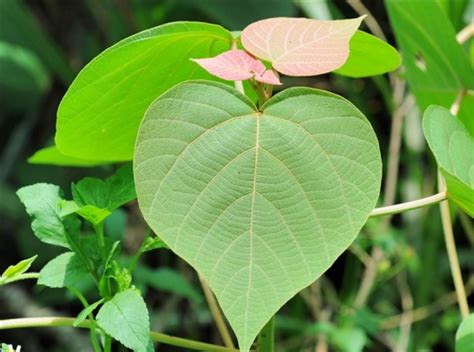 【開花筆記】野桐 健行筆記